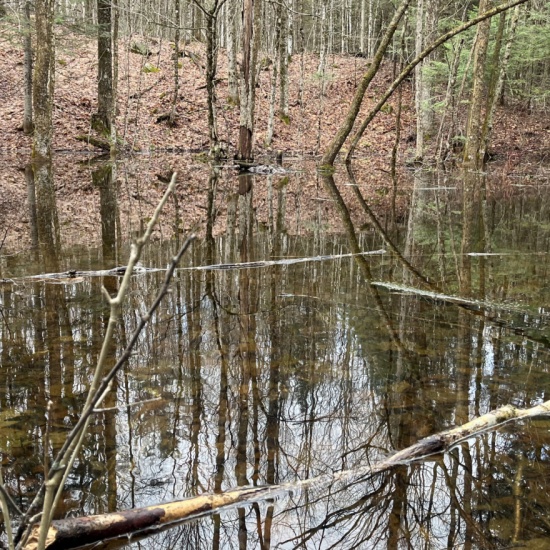 Vernal Pools – An Amphibian Bonanza - Barnum Creek Nature Reserve ...