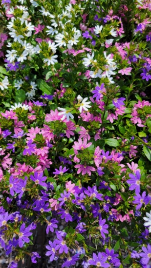 Scaevola Scala Summer Breeze - MSU Horticulture Garden - PocketSights