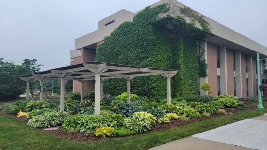 Hosta 'Little Treasure" - MSU Horticulture Garden - PocketSights