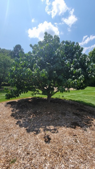 Paw Paw Tree - MSU Horticulture Garden - PocketSights