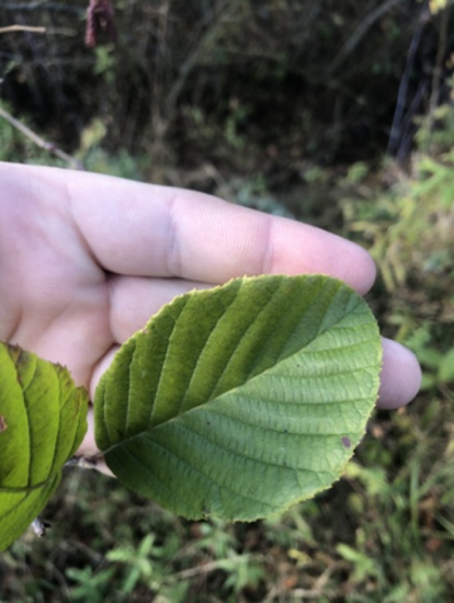 Alnus serrulata, Smooth Alder - I love Dendrology Tanner Daquilante ...