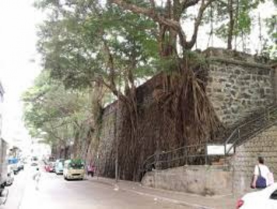 The Stonewall Trees - 科士街石牆樹群 - Kennedy town one day trip - PocketSights