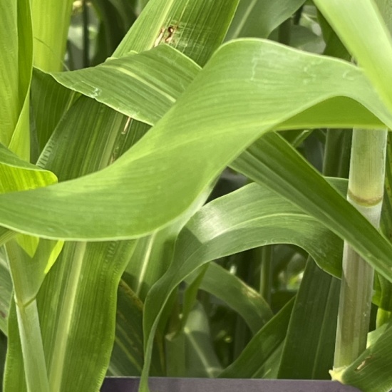 Pounder Vegetable Garden - Cornell Botanic Gardens: Nevin Welcome ...