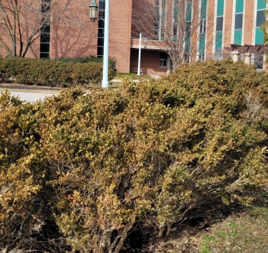 Green Velvet Boxwood - Lab Walk 4: Broadleaved Evergreens - PocketSights