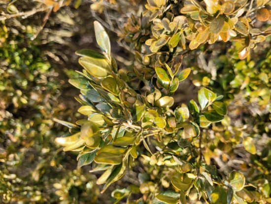 Green Velvet Boxwood - Lab Walk 4: Broadleaved Evergreens - PocketSights
