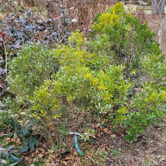 Inkberry Holly - Lab Walk 4: Broadleaved Evergreens - PocketSights
