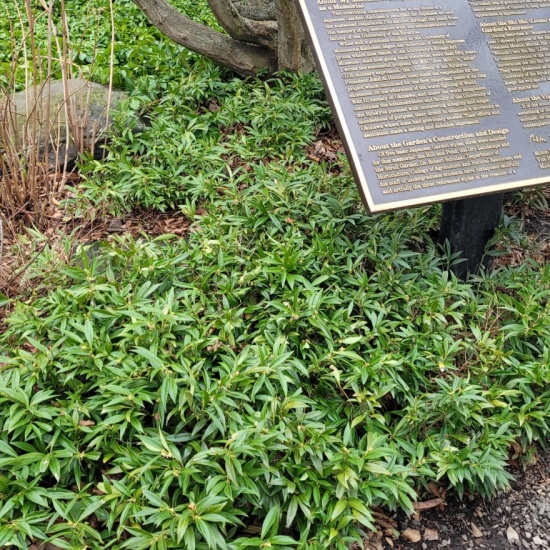 Sweet Box - Lab Walk 4: Broadleaved Evergreens - PocketSights