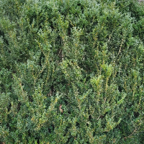 Common Boxwood - Lab Walk 4: Broadleaved Evergreens - PocketSights
