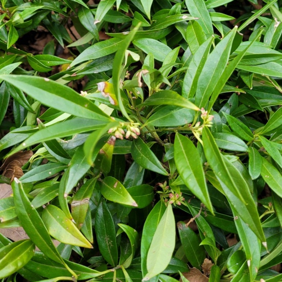 Sweet Box - Lab Walk 4: Broadleaved Evergreens - PocketSights