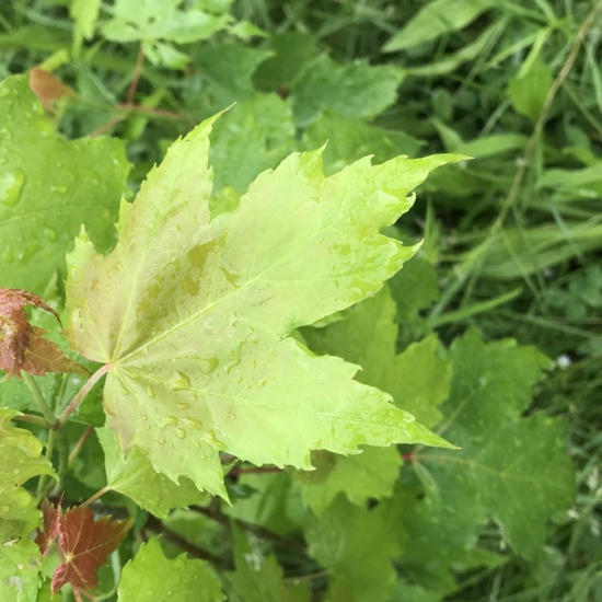 Keystone trees - key to diversity - Stepping into Nature - Minden ...